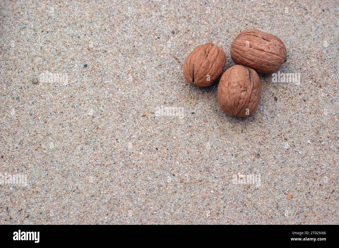 Walnuts visual hi-res stock photography and images - Alamy