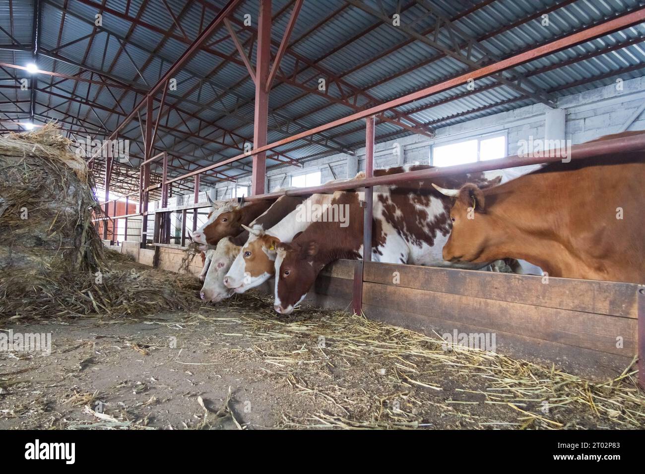 Crowded cows hi-res stock photography and images - Alamy