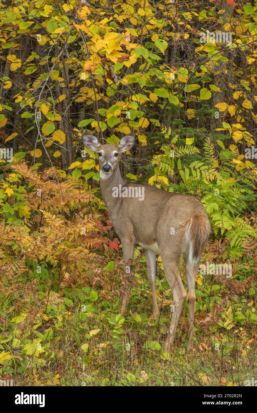 White-tailed doe on a pretty autumn day in northern Wisconsin Stock ...