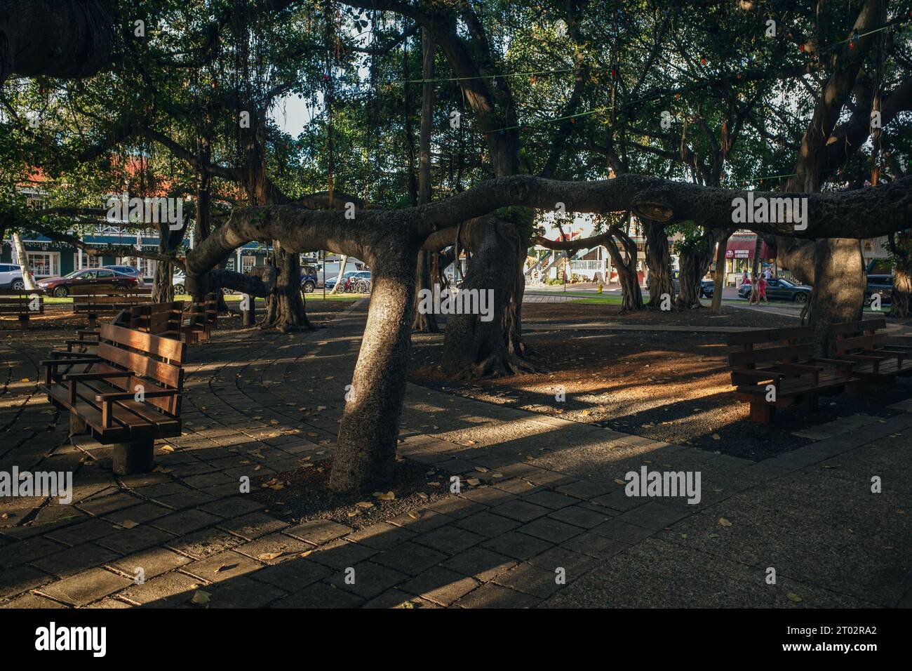 Lahaina, HI, USA - 03.09.2023 - The Worlds Largest Banyan Tree ...