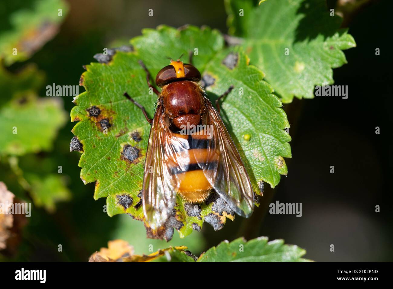 Hornet Mimic Hoverfly (Volucella zonaria) Portland, Dorset, England ...