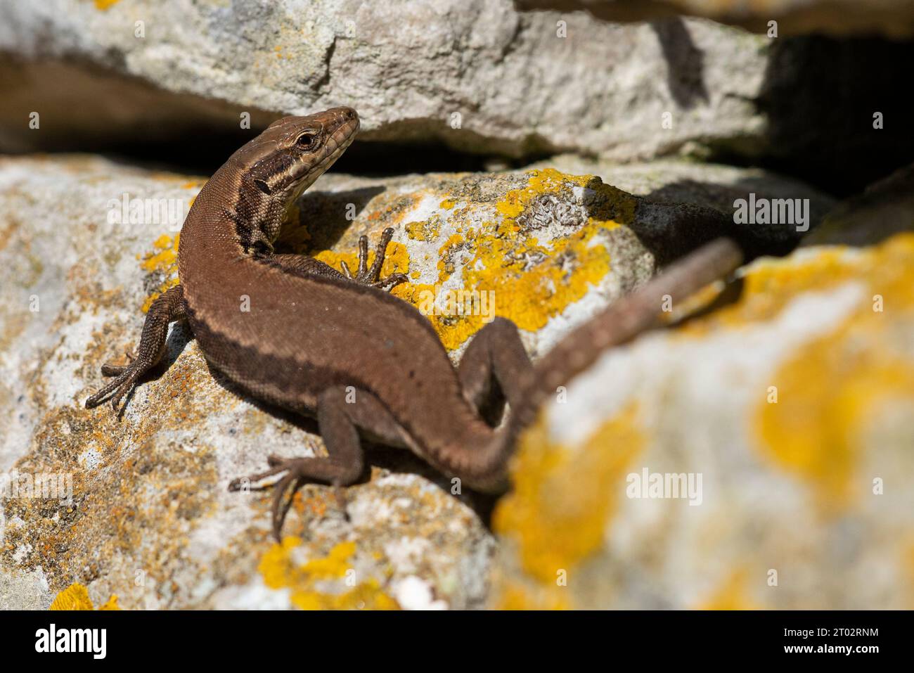 Podarcis muralis english wall hi-res stock photography and images - Alamy