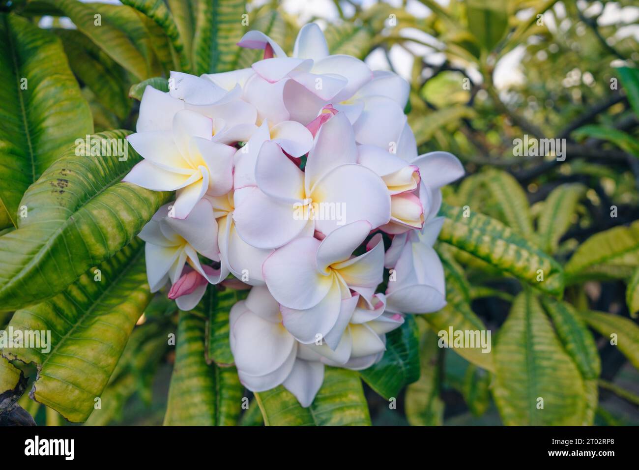Leis frangipani hi-res stock photography and images - Alamy