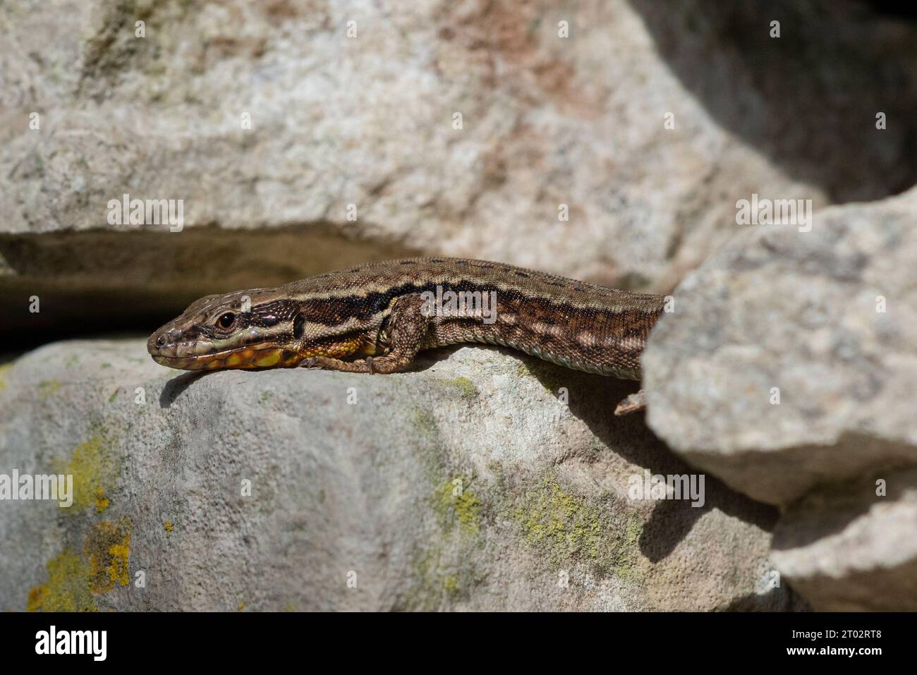 Common Wall Lizard (Podarcis muralis) Portland, Dorset, UK Stock Photo ...