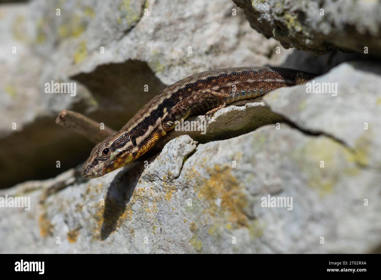 Podarcis muralis england hi-res stock photography and images - Alamy
