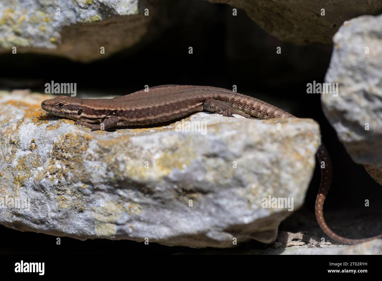 British lizards hi-res stock photography and images - Alamy