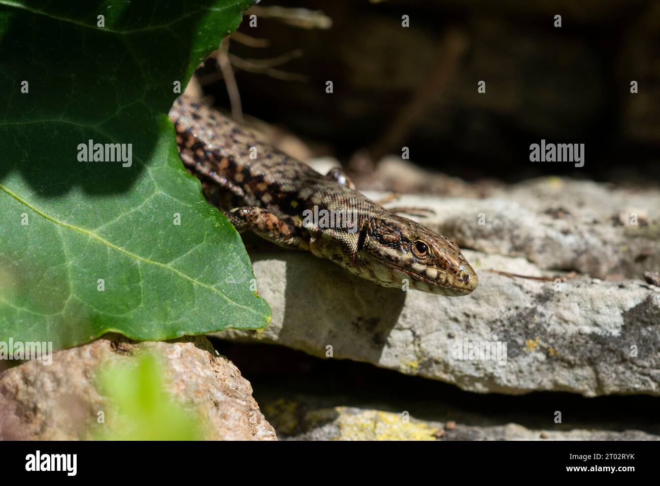 Common Wall Lizard (Podarcis muralis) Portland, Dorset, UK Stock Photo ...