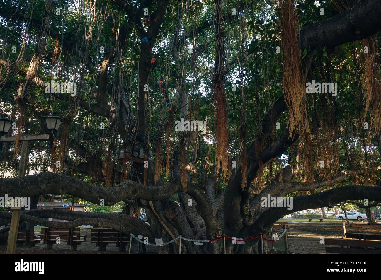 Lahaina, HI, USA - 03.09.2023 - The Worlds Largest Banyan Tree ...