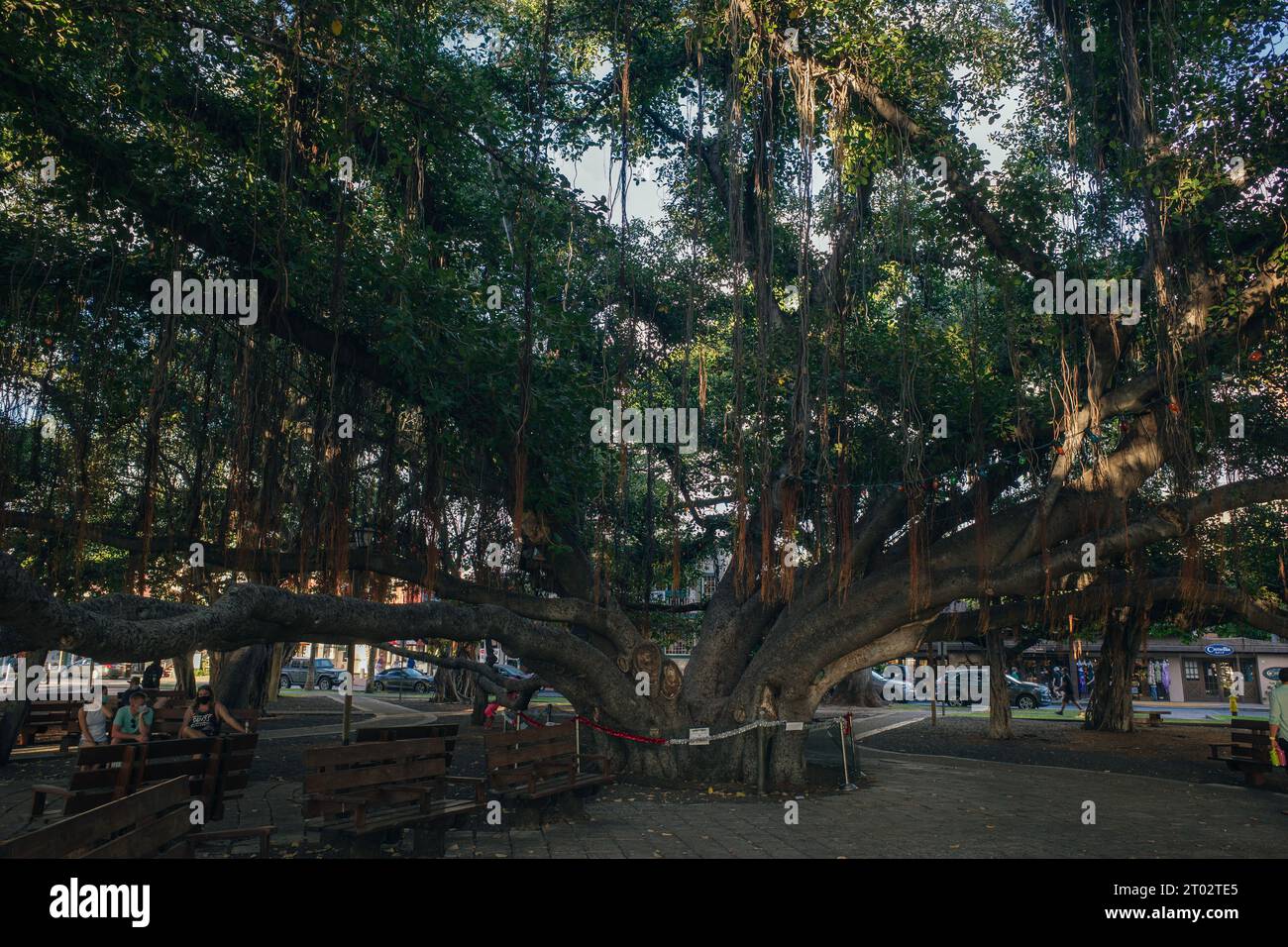 Lahaina, HI, USA - 03.09.2023 - The Worlds Largest Banyan Tree ...