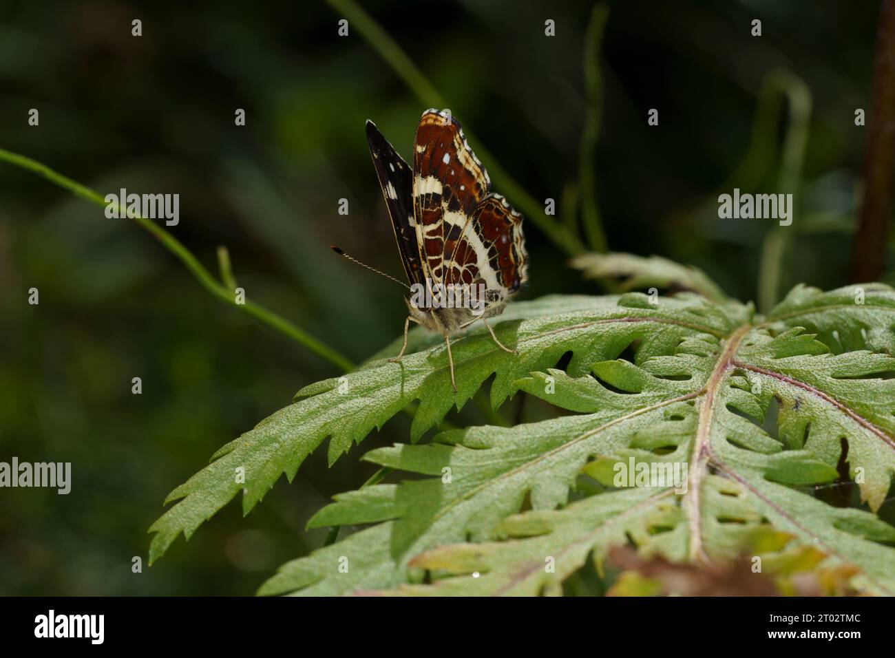Araschnia levana Family Nymphalidae Genus Araschnia Map butterfly wild ...
