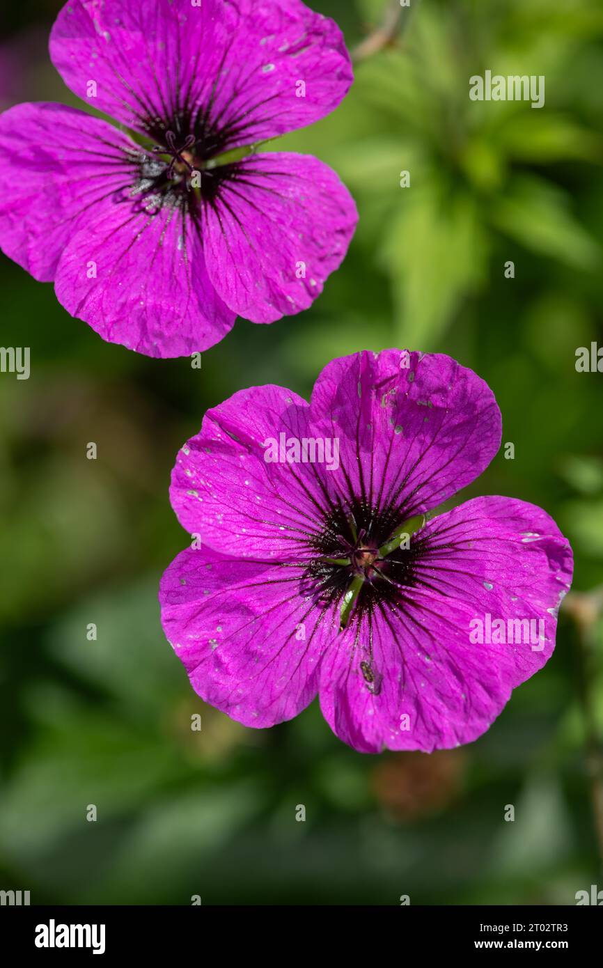 Close up of an Armenian cranesbill (geranium psilostemon) flowers in ...