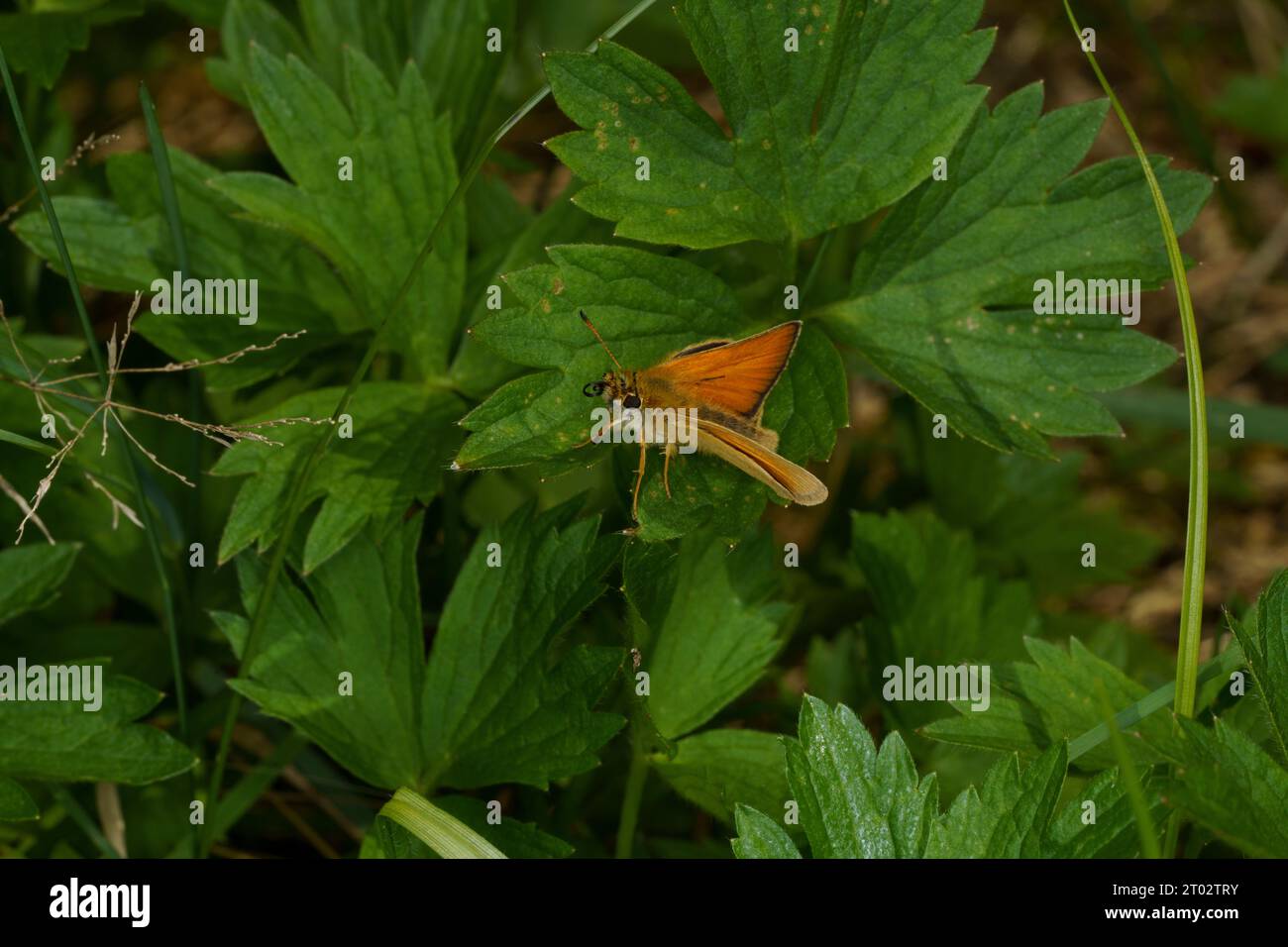Thymelicus lineola Family Hesperiidae Genus Thymelicus Essex skipper ...