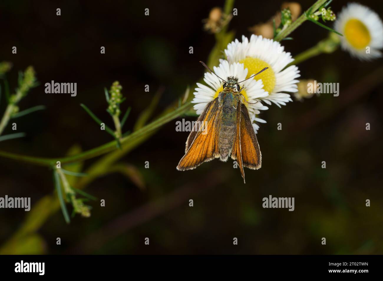 Thymelicus sylvestris Family Hesperiidae Genus Thymelicus Small skipper ...