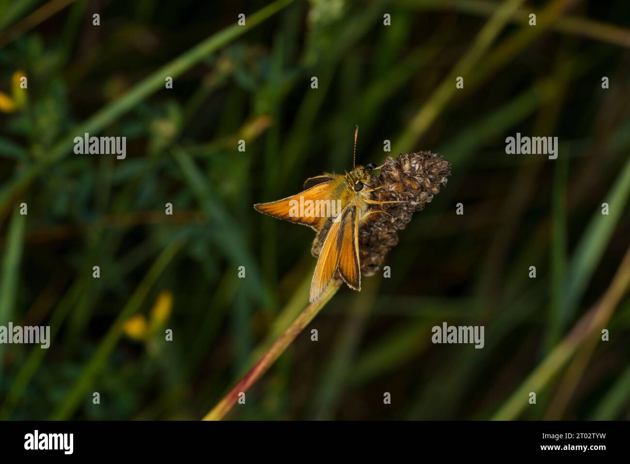 Thymelicus lineola Family Hesperiidae Genus Thymelicus Essex skipper ...