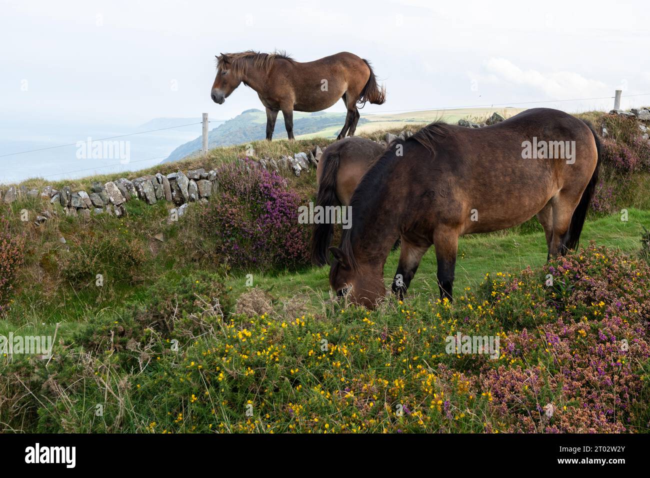Exmoor ponies at the top of Countisbury Hill in Exmoor National Park ...