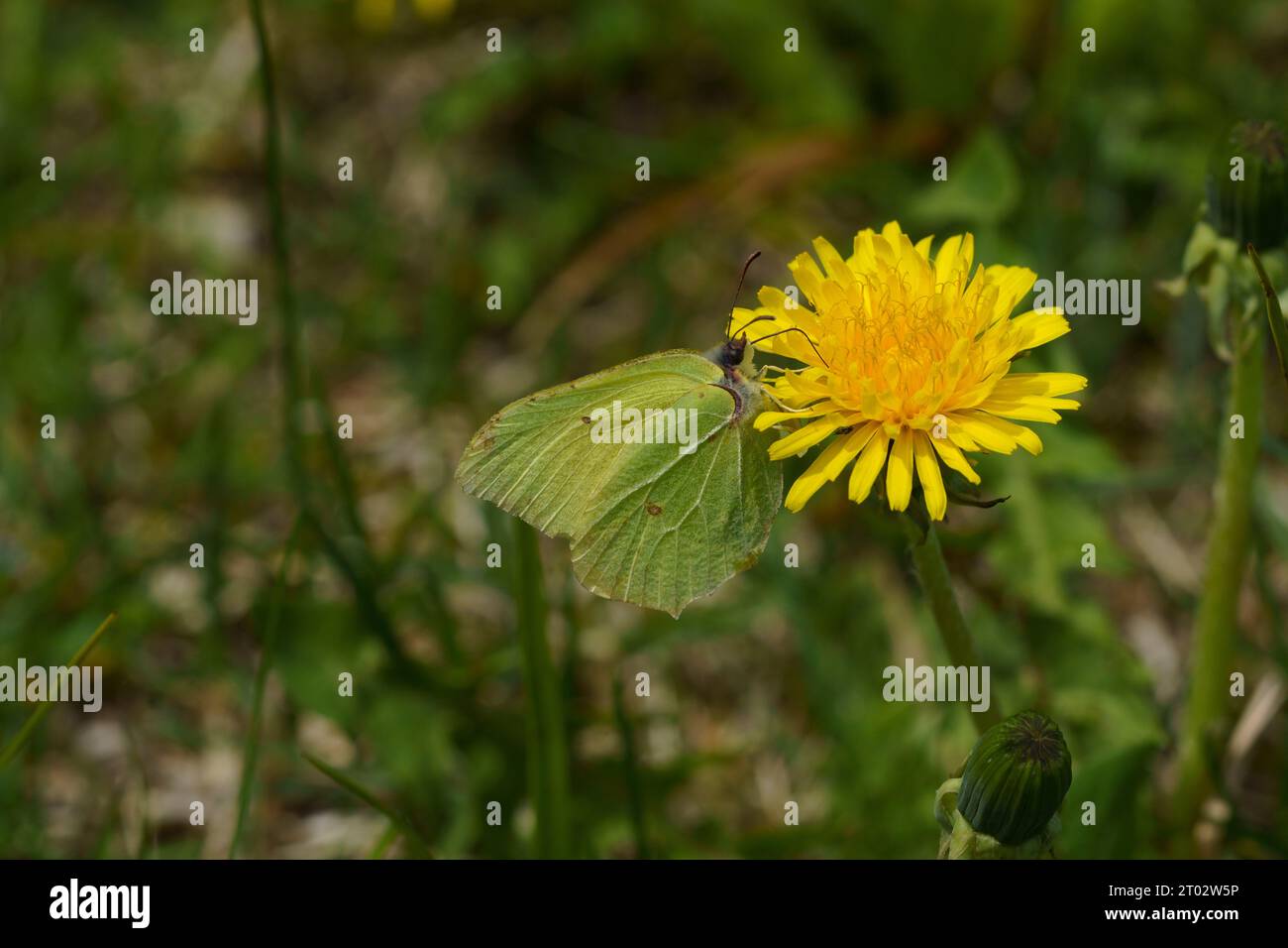 Gonepteryx rhamni Family Pieridae Genus Gonepteryx Common brimstone ...