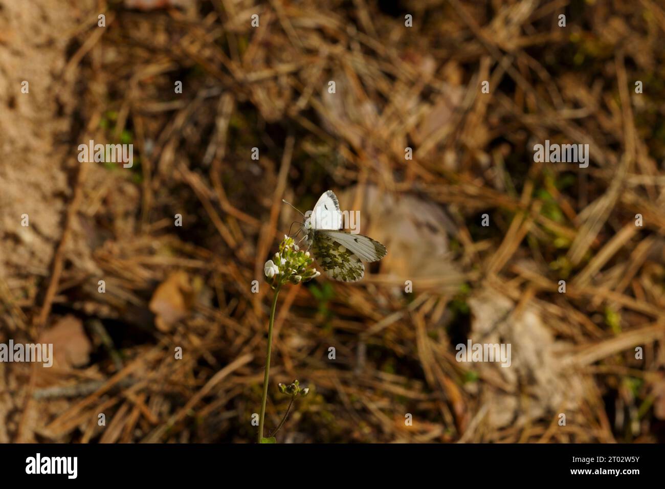 Lithuanian butterfly hi-res stock photography and images - Alamy