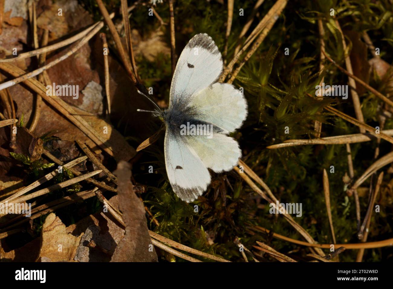 Lithuanian butterfly hi-res stock photography and images - Alamy