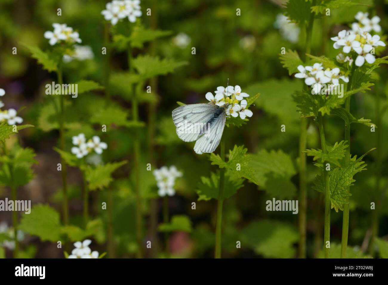 Pieris napi Artogeia napi Family Pieridae Genus Pieris Green-veined ...