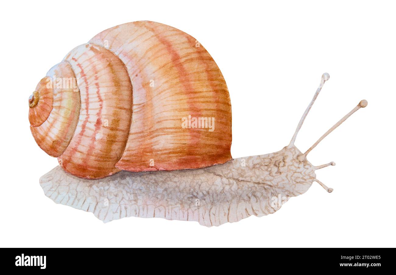 Grape, Roman, Burgundy snail, escargot, Achatina fulica clip art ...