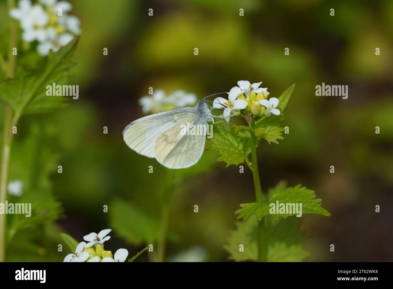 Family pieridae hi-res stock photography and images - Alamy
