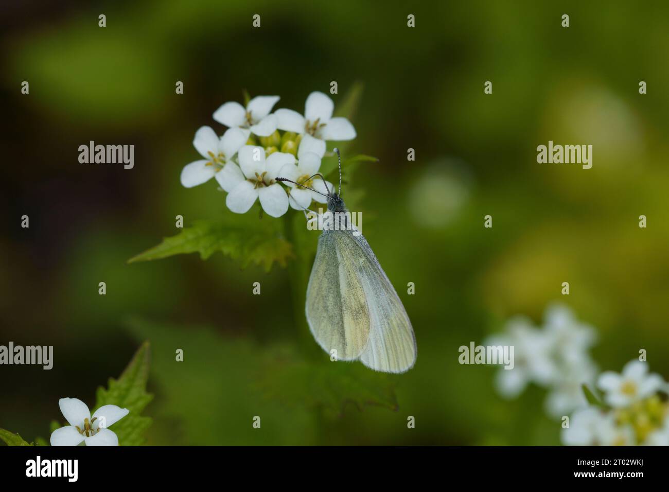 Family Pieridae Genus Leptidea White butterfly wild nature insect ...