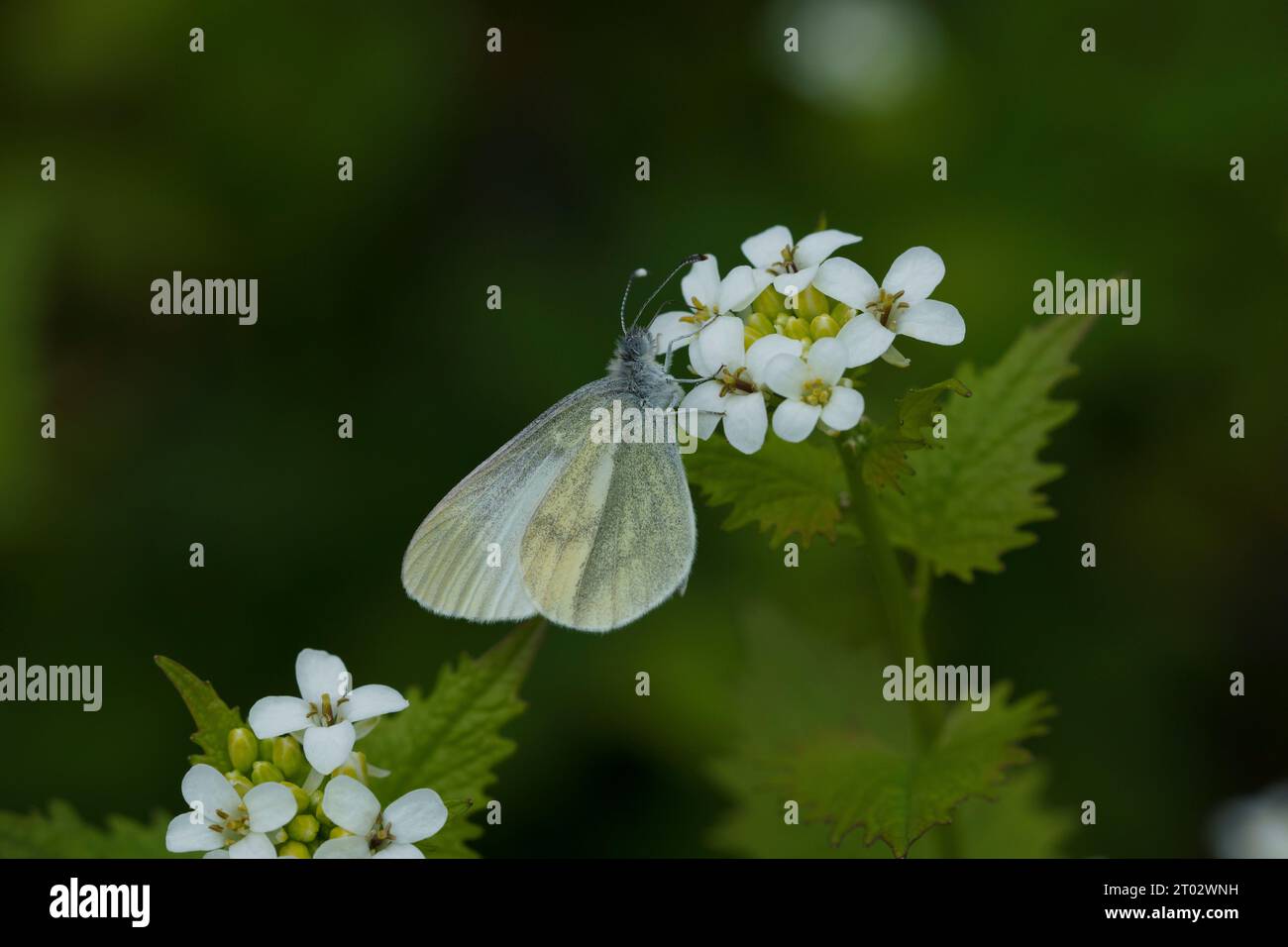 Family Pieridae Genus Leptidea White butterfly wild nature insect ...