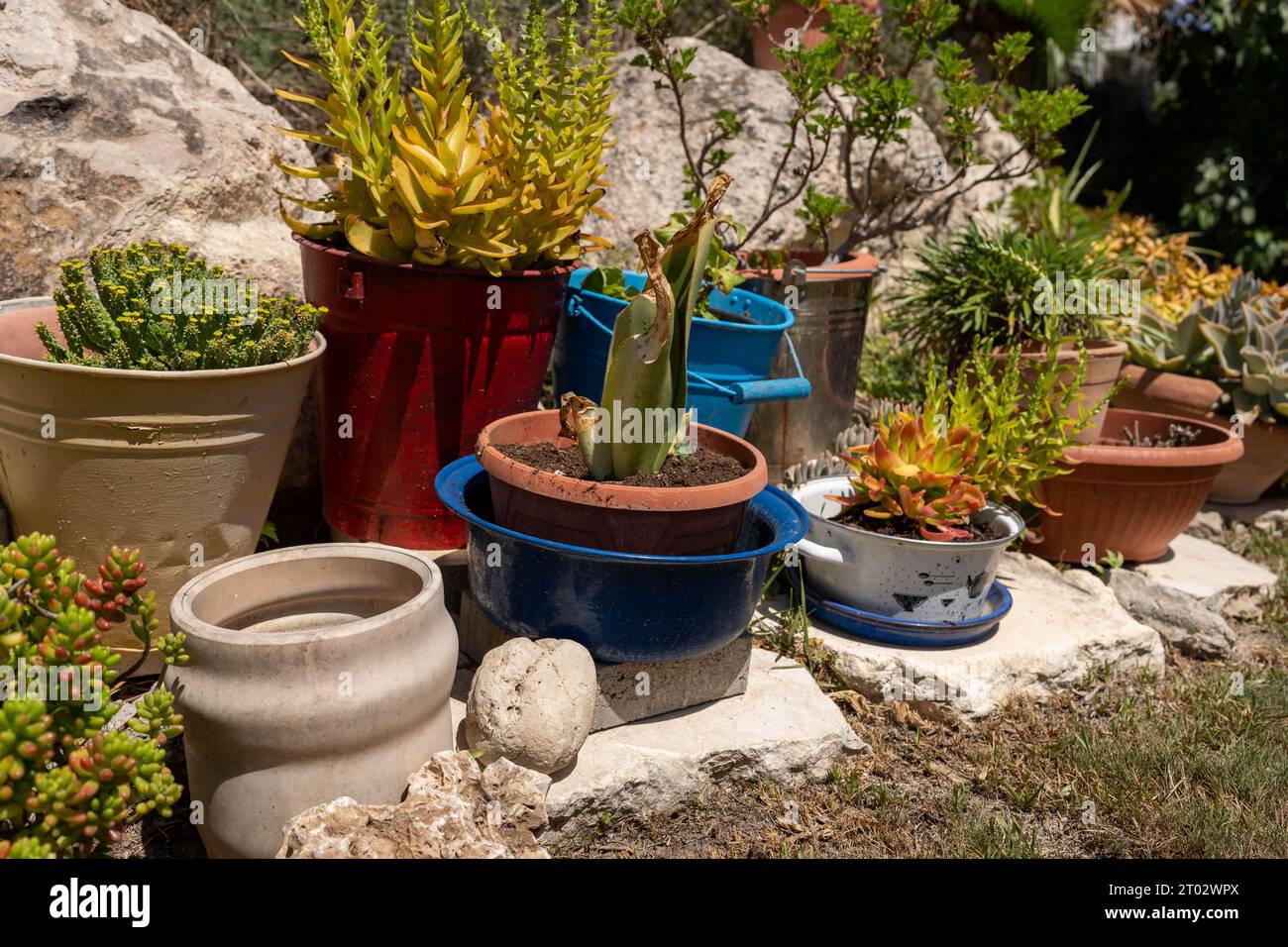 Elegant Garden Design: Succulents Flourish in Flower Pots Repurposed ...
