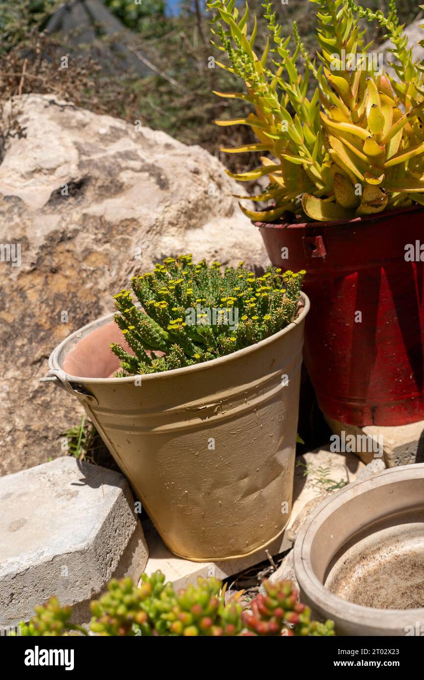 In the Sunlit Garden, Beautiful Succulents Thrive in Buckets Creatively ...