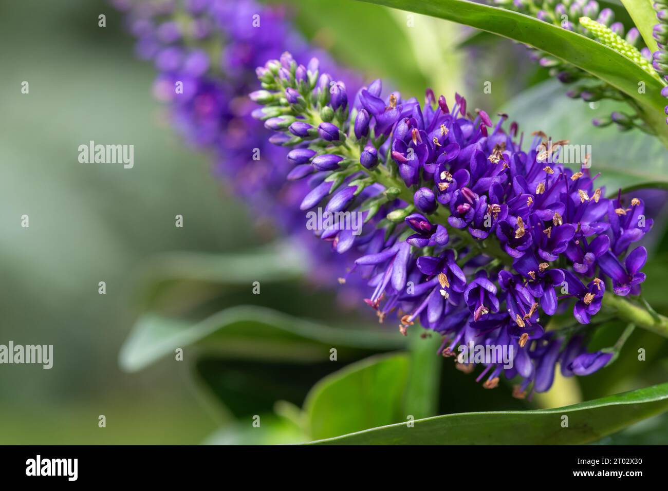 Close up of a purple hebe flower in bloom Stock Photo - Alamy