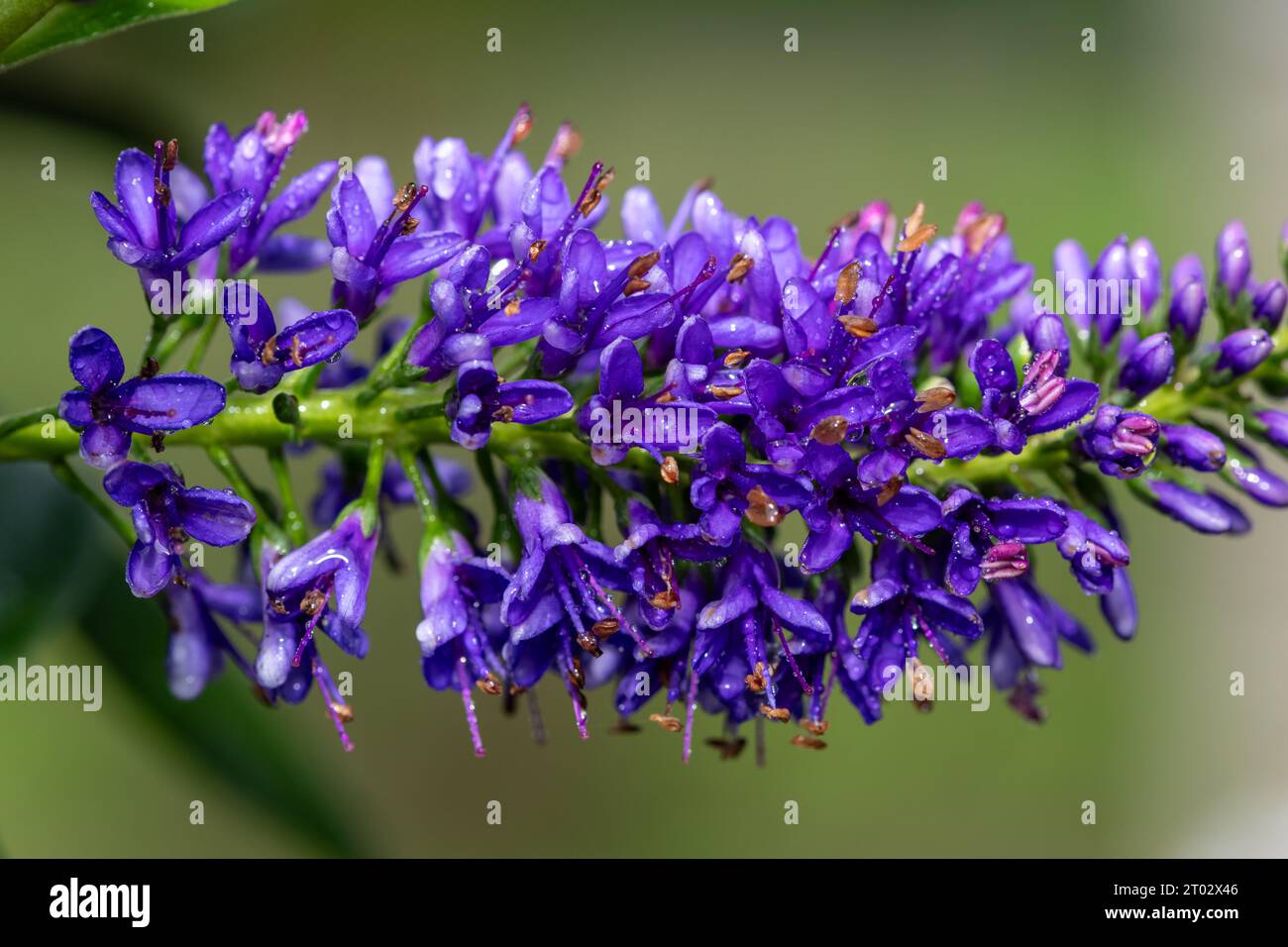Close up of a purple hebe flower in bloom Stock Photo - Alamy