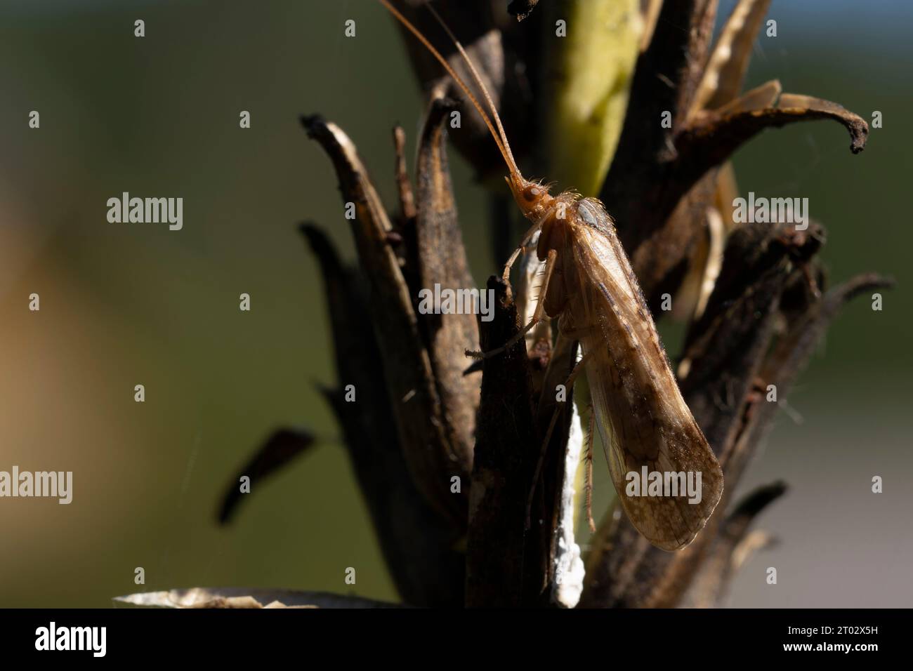 Limnephilus affinis Family Limnephilidae Genus Limnephilus caddisfly ...