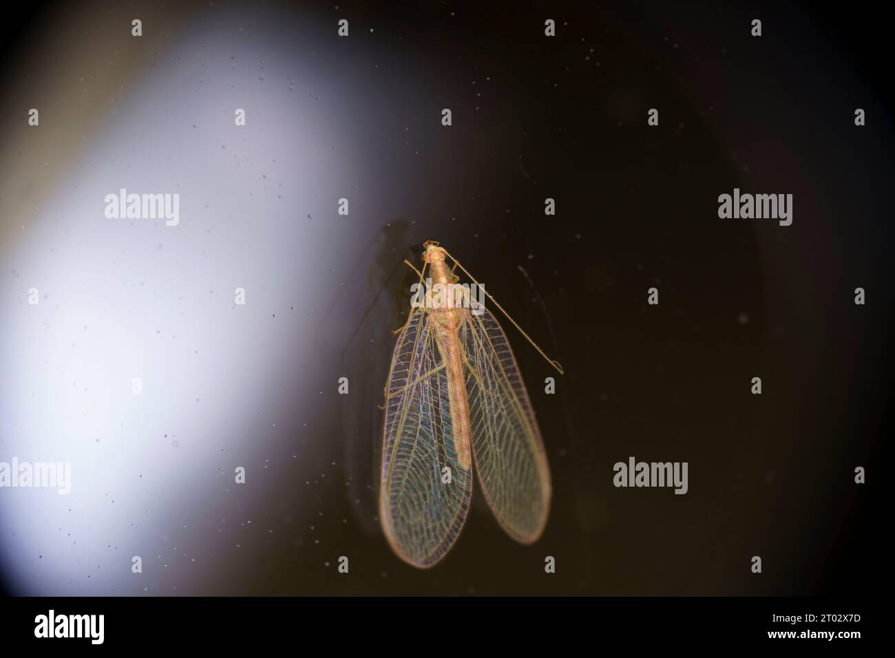 Chrysoperla carnea Family Chrysopidae Genus Chrysoperla Common green ...