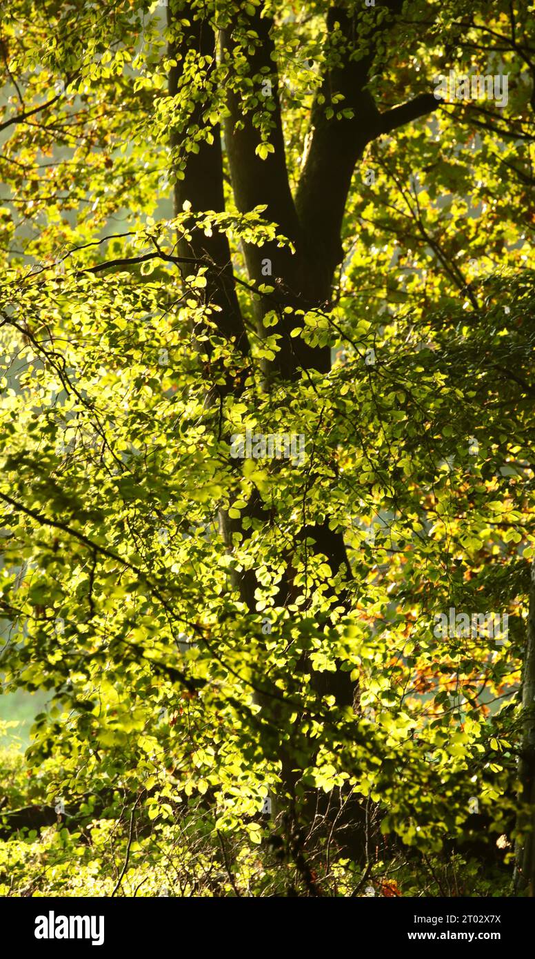 Sunlit trees and leaves Stock Photo - Alamy