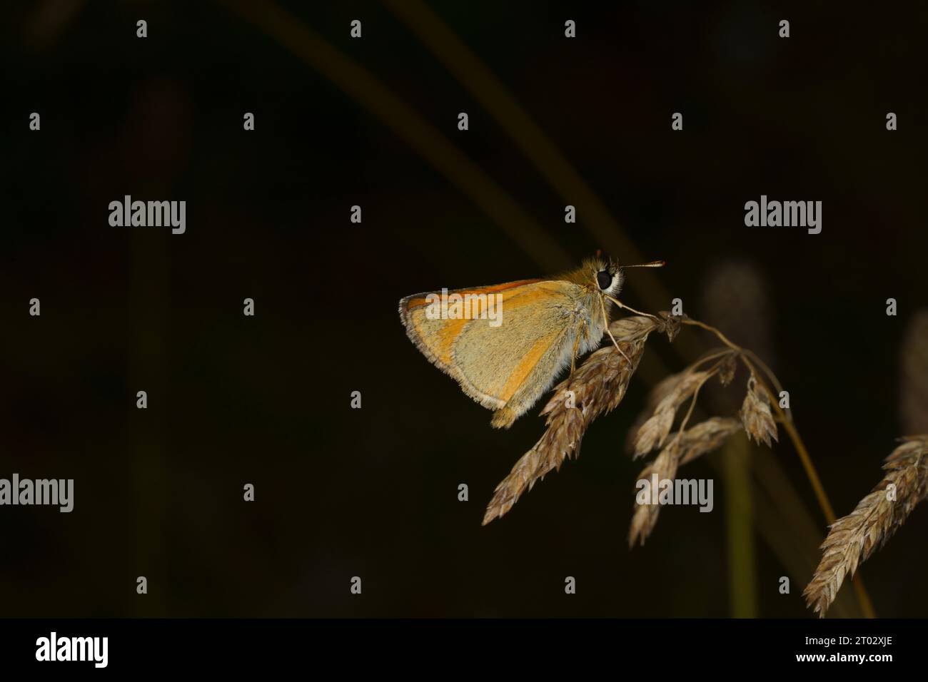 Thymelicus sylvestris Family Hesperiidae Genus Thymelicus Small skipper ...