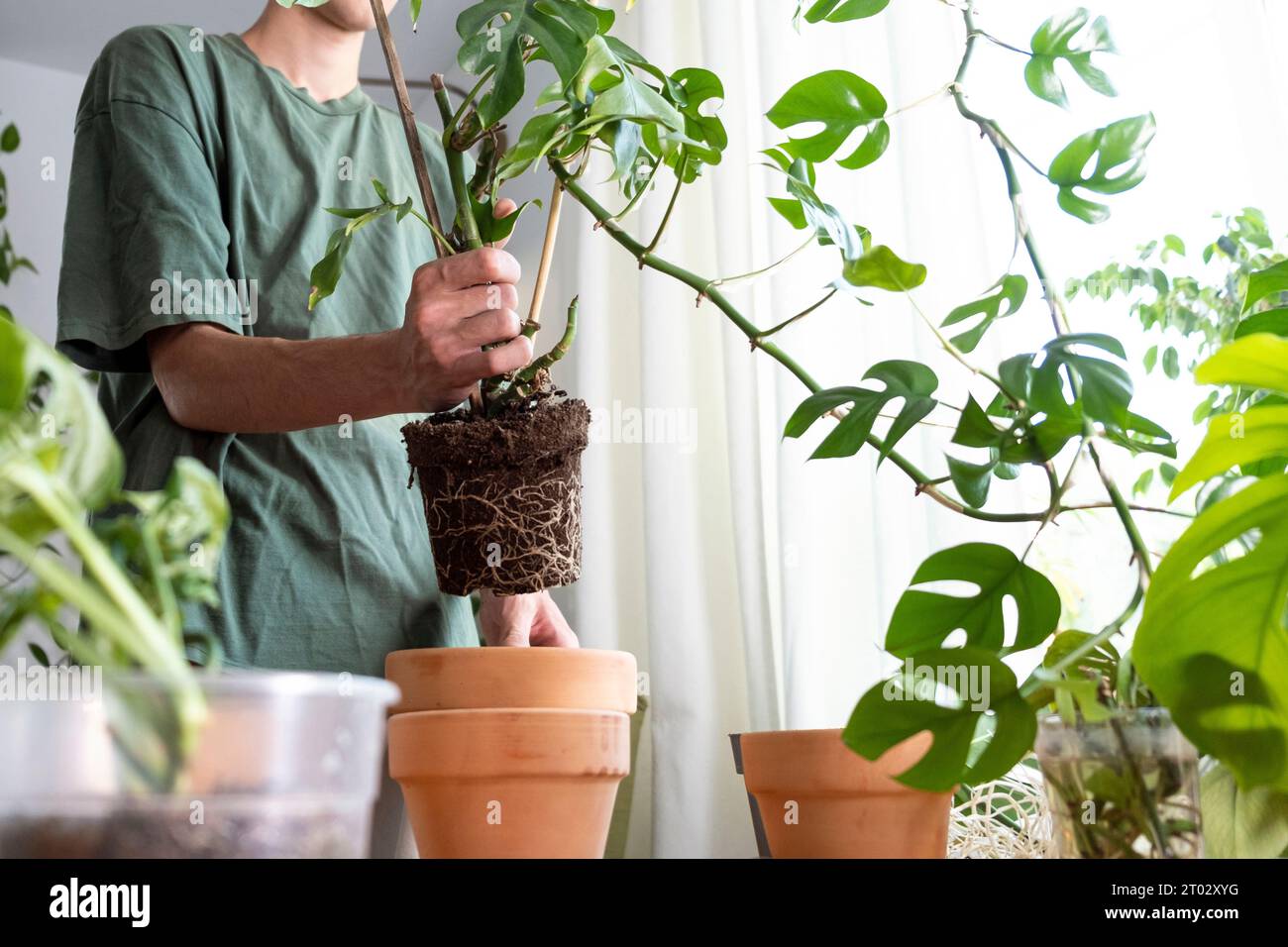 A young man holding mini monstera Rhaphidophora tetrasperma sprouts to ...