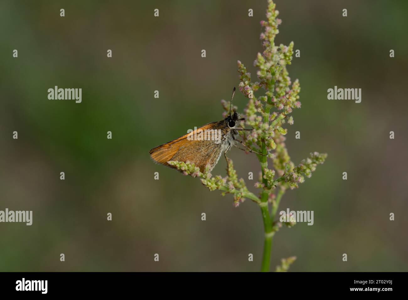 Thymelicus lineola Family Hesperiidae Genus Thymelicus Essex skipper ...