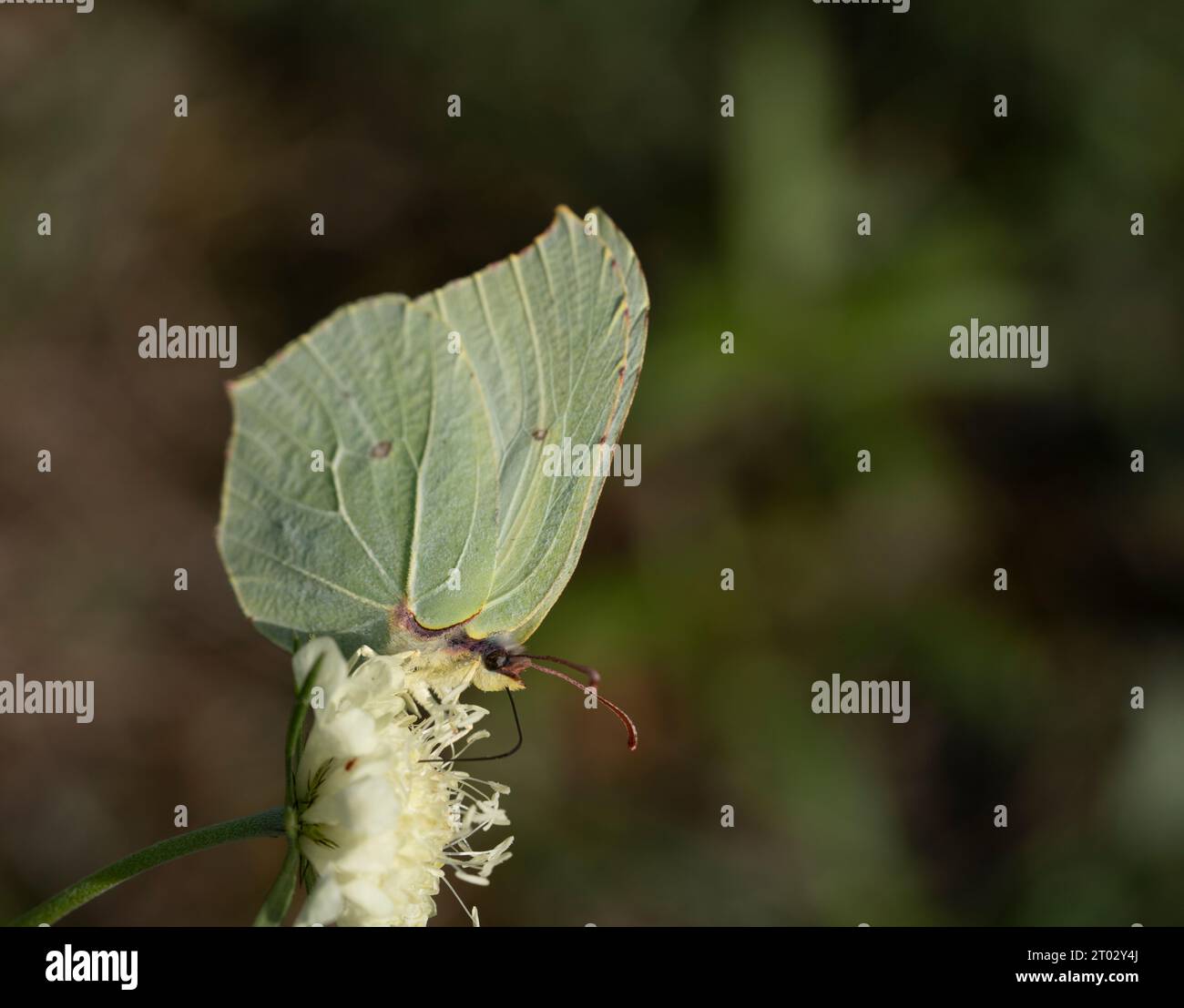 Gonepteryx rhamni Family Pieridae Genus Gonepteryx Common brimstone ...