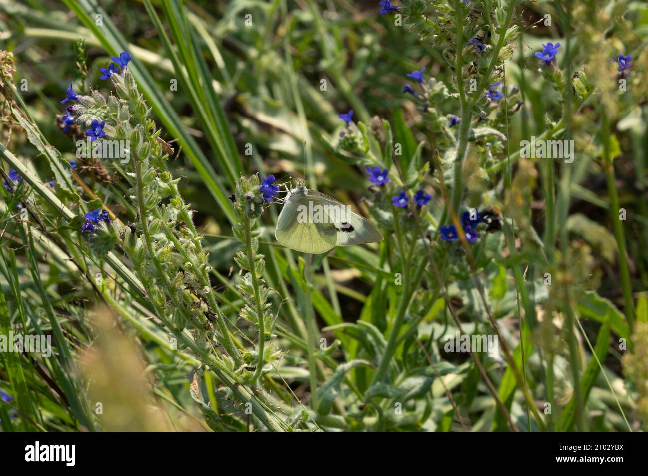 Pieris brassicae Family Pieridae Genus Pieris Large white butterfly ...