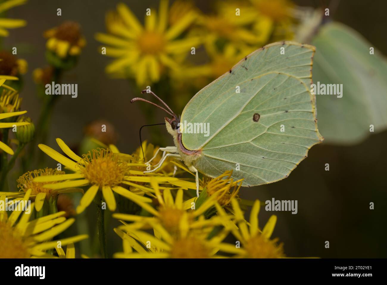 Gonepteryx rhamni Family Pieridae Genus Gonepteryx Common brimstone ...