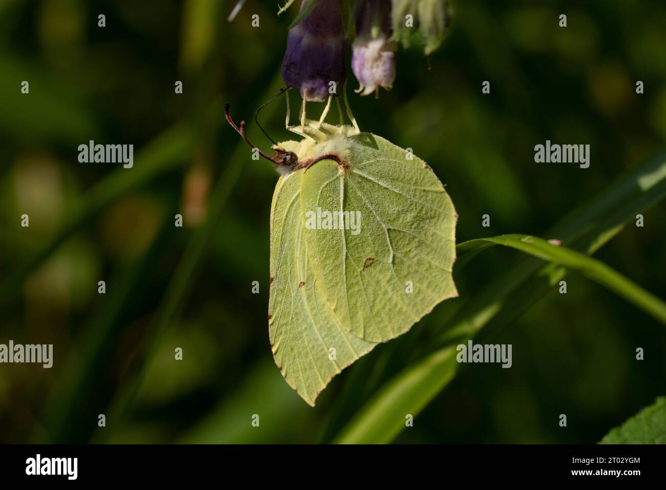 Gonepteryx rhamni Family Pieridae Genus Gonepteryx Common brimstone ...