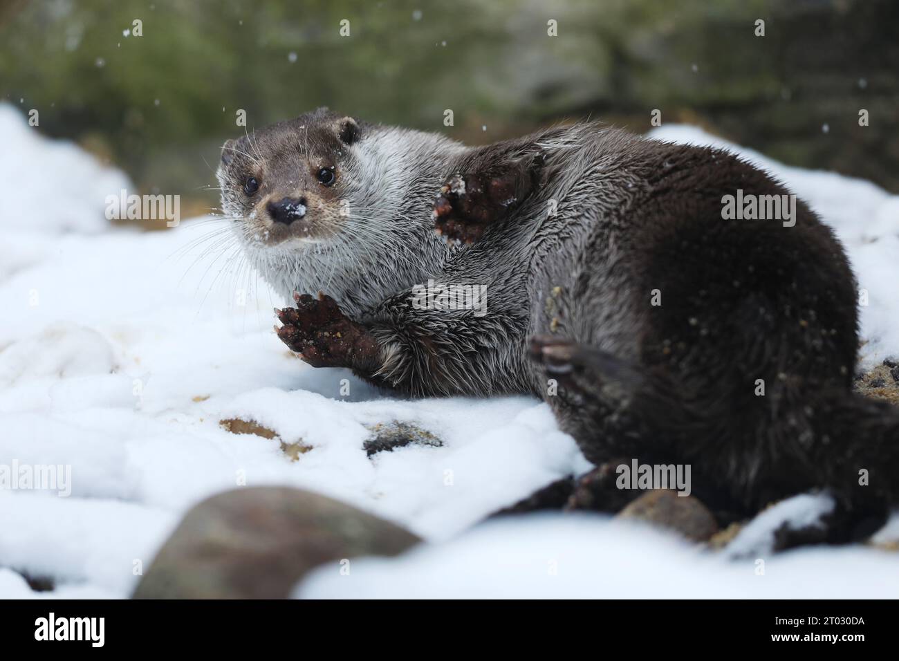 Eurasian otter, Lutra lutra, detail portrait water animal in the winter ...