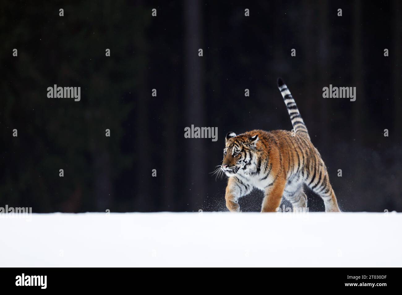 Siberian tiger in the snow in winter, walking through taiga. Cold weather with dangerous ...