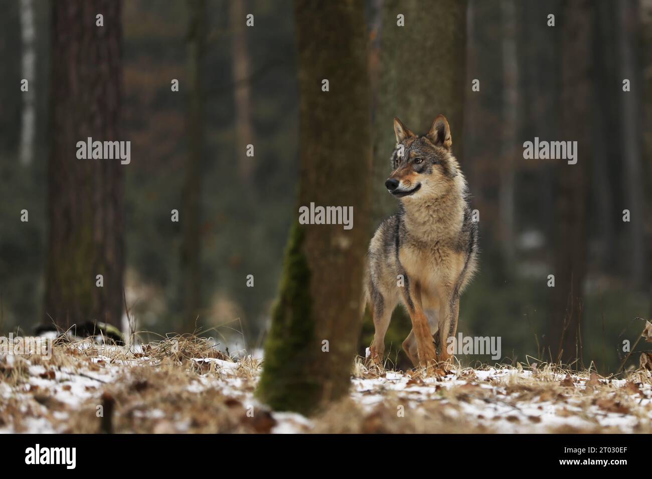 Wolf in snowy forest, Europe. Winter wildlife scene from nature. Gray ...