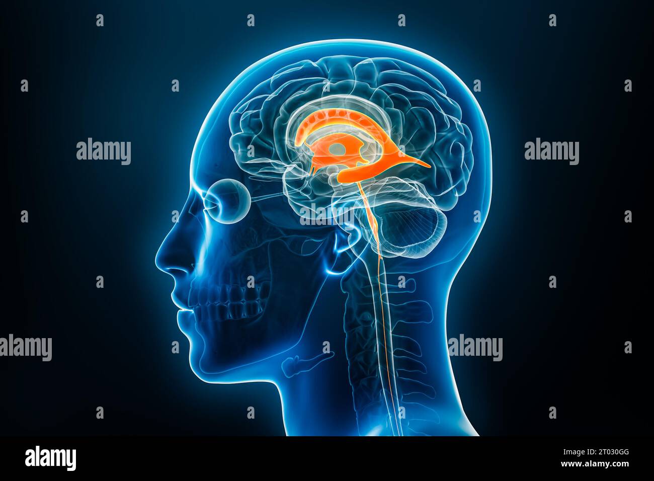 Ventricles Of The Brain 3d