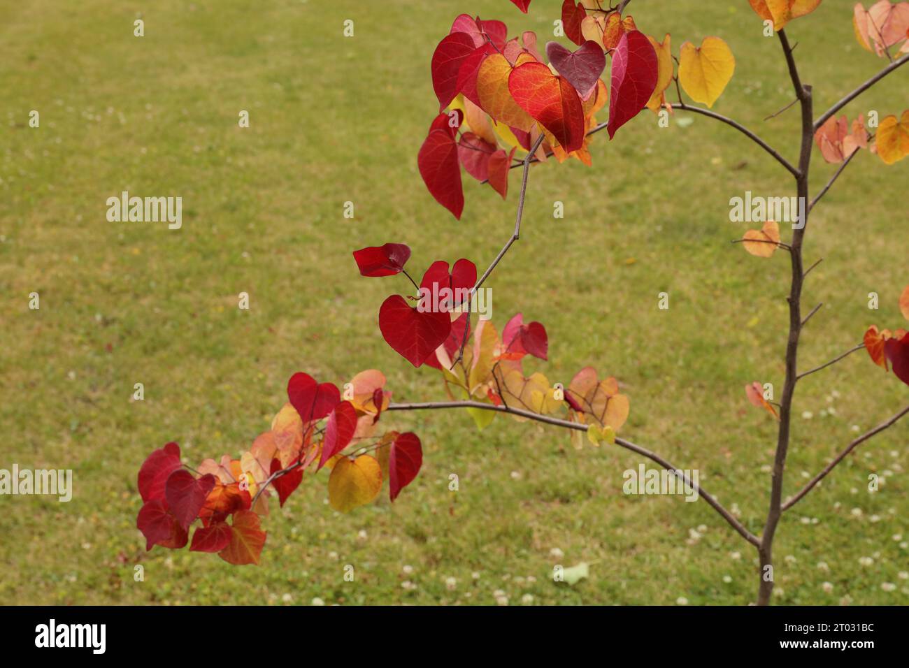 Cercis canadensis flame thrower hi-res stock photography and images - Alamy