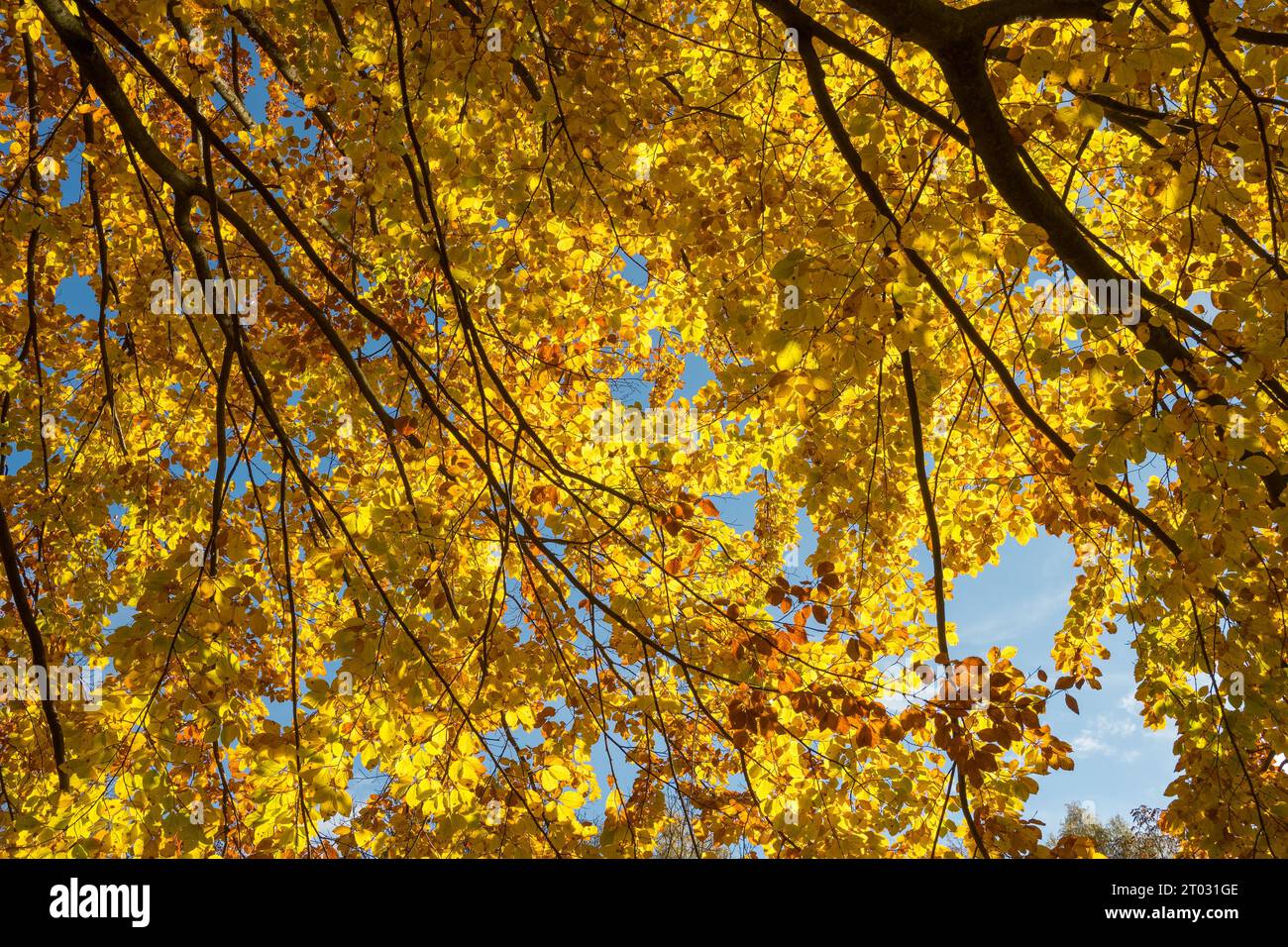 Panoramic autumn sunshine background hi-res stock photography and ...