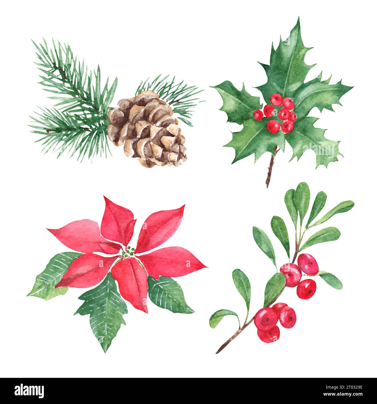 Set of winter plants: forest pine branches with cone, red poinsettia ...