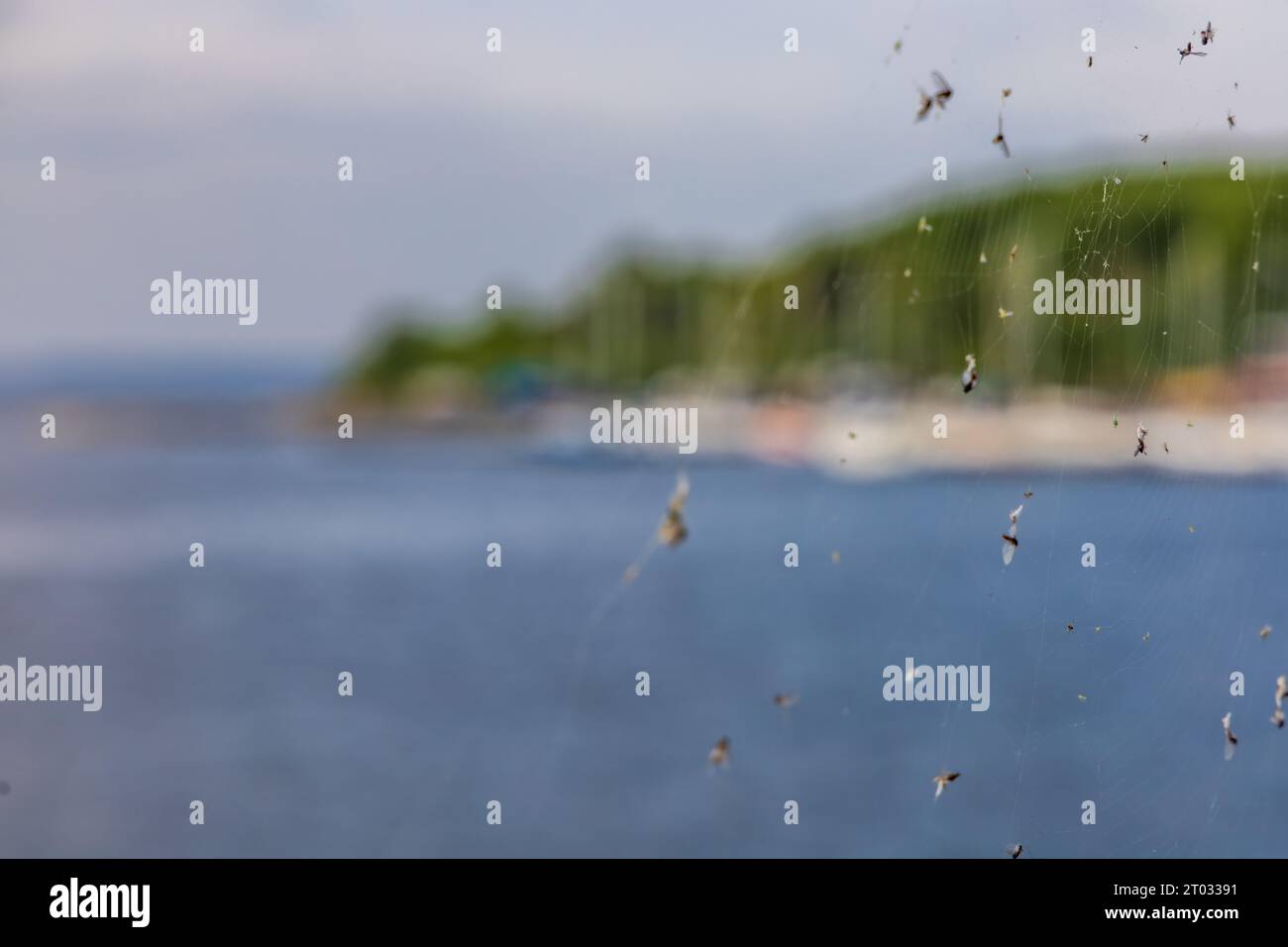 Thin spider web on small railing on the coast of big lake with few ...