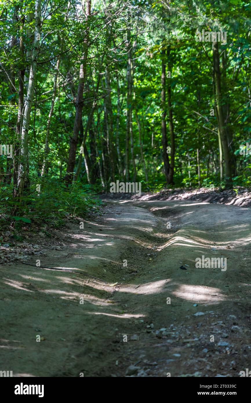 Long curvy path in small forest between high green trees and bushes at ...